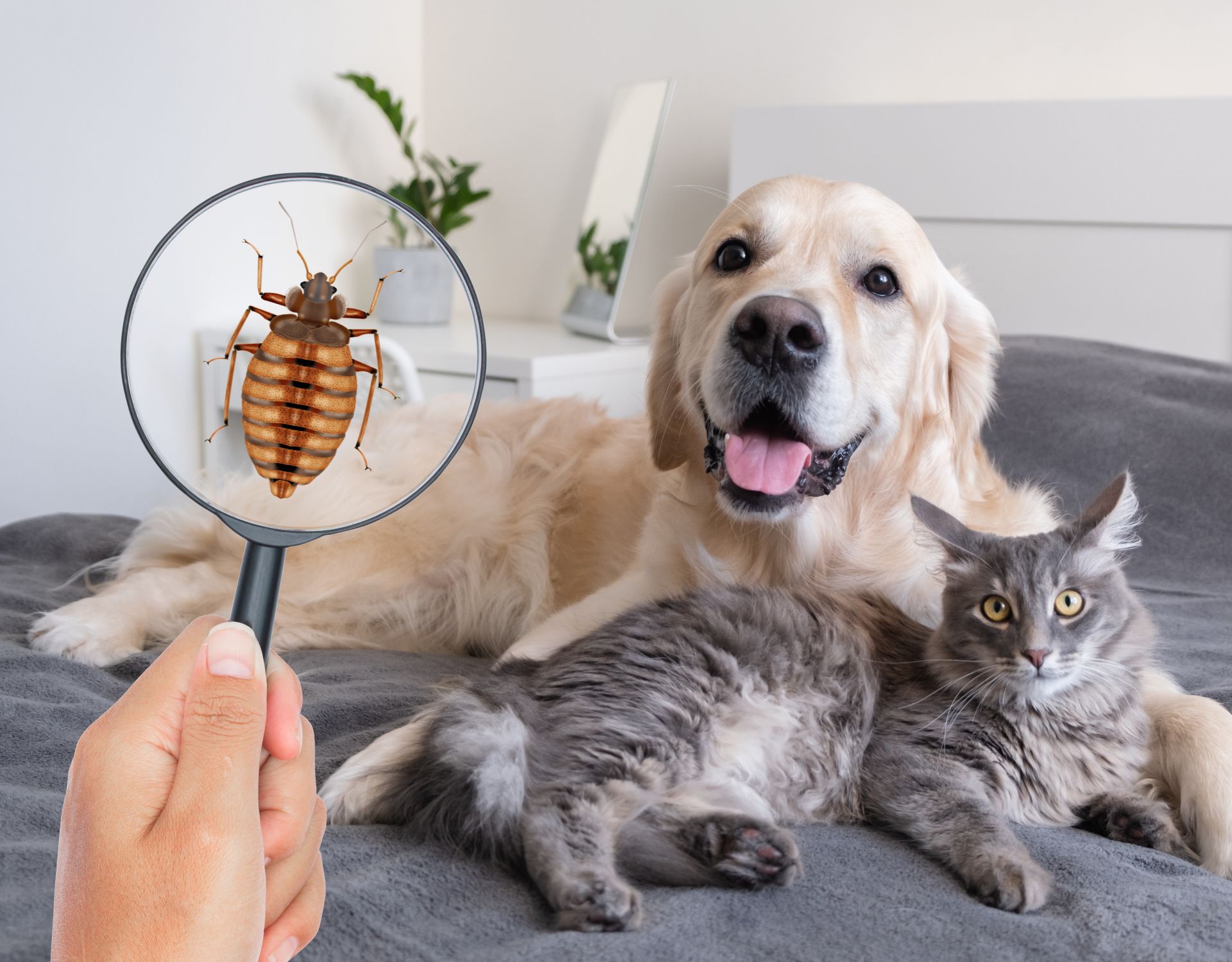 Kann mein Haustier Bettwanzen übertragen? - wmn.de